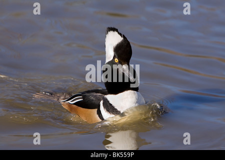 Male Hooded Merganser, Mergus cucullatus, back view Stock Photo - Alamy