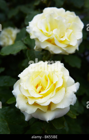 Detail photograph of some natural rose flowers Stock Photo - Alamy