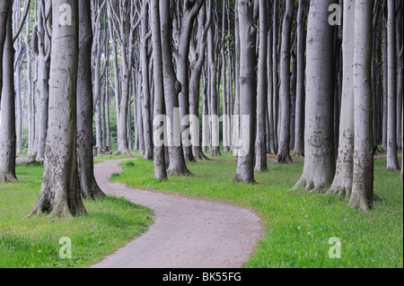 Beech Trees, West Pomerania, Mecklenburg-Vorpommern, Germany Stock ...