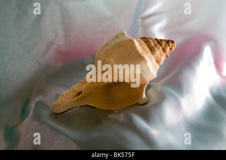 A very old antique conch shell Stock Photo - Alamy