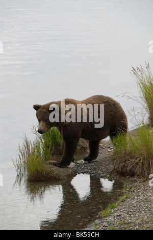Brown bear in Brooks River, Katmai National Park, Alaska, USA Stock ...