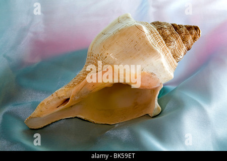A very old antique conch shell Stock Photo - Alamy