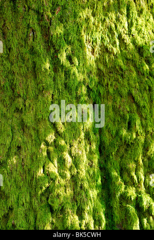 UK, England, Green moss covered trees in Wistmans Wood Stock Photo - Alamy