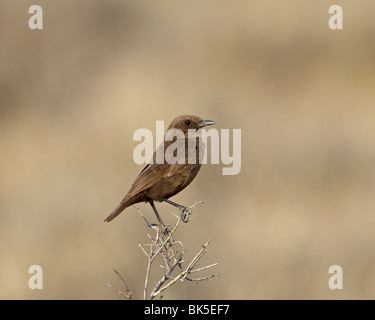 Southern ant-eating chat (Myrmecocichla formicivora), Mountain Zebra ...