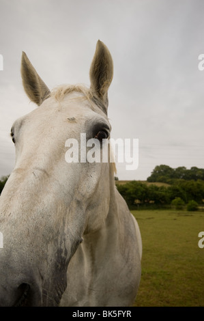 Irish Draught horse - portrait Stock Photo - Alamy