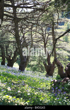 Chouf Cedar Reserve, Lebanon, Middle East Stock Photo - Alamy