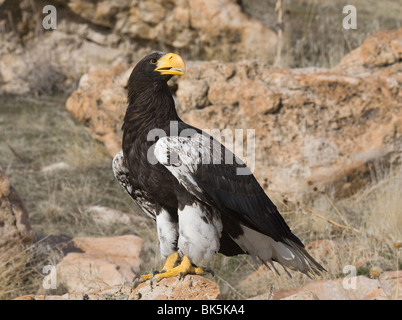 Steller's Sea eagle Stock Photo - Alamy
