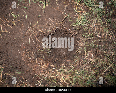 Badger, meles meles, droppings Stock Photo - Alamy