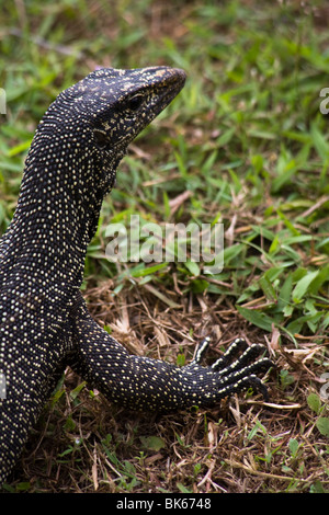 Black water monitor, Varanus salvator komaini Stock Photo - Alamy