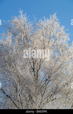 Frosted trees against a blue sky Stock Photo - Alamy