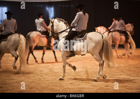Spanish purebred horse hitch, Andalusia, Spain Stock Photo - Alamy