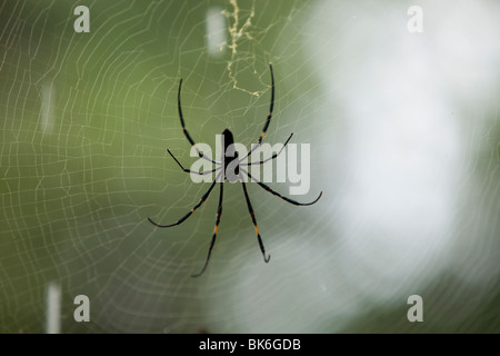 A large spider in the Daintree rain forest in Northern Queensland ...