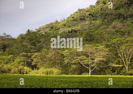 Daintree rain forest, deforested to make way for sugar cane plantations ...