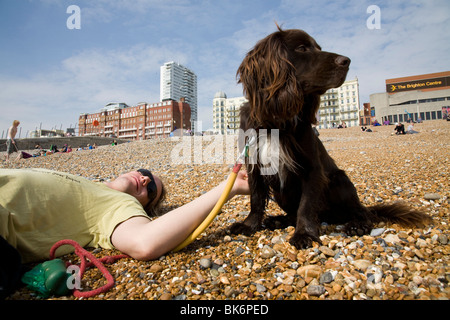 Dog Beach in Brighton Stock Photo - Alamy