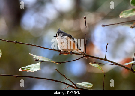 Closeup of the tufted titmouse. Baeolophus bicolor Stock Photo - Alamy