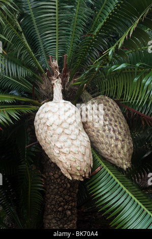 Dioon Mexican cycad Stock Photo - Alamy