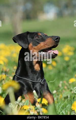 German Pinscher Portrait Stock Photo - Alamy