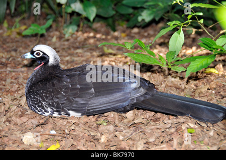 Black fronted piping Guan (Pipile jacutinga) (Aburria jacutinga Stock ...