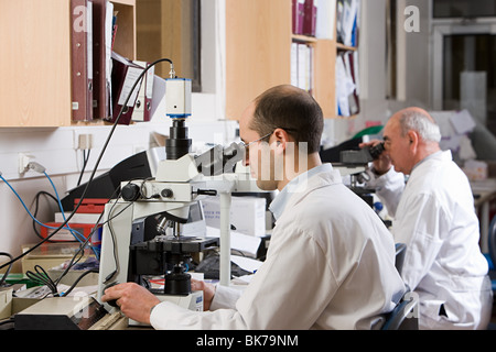 Laboratory technicians using microscopes Stock Photo - Alamy