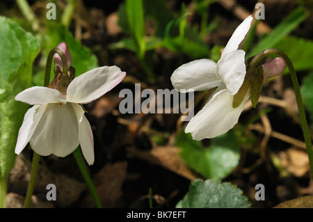 White Sweet Violet Viola odorata Stock Photo - Alamy