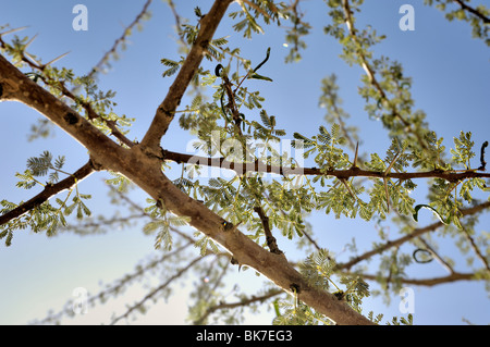 Acacia tree in Eilat mountains, Israel Stock Photo - Alamy