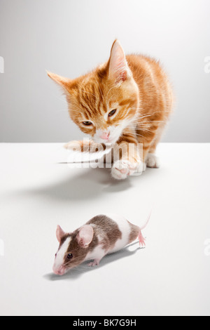 Cat catching a mouse Stock Photo: 28836835 - Alamy