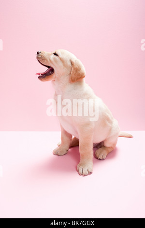 side view of a cute labrador retriever dog sticking out his togue and ...