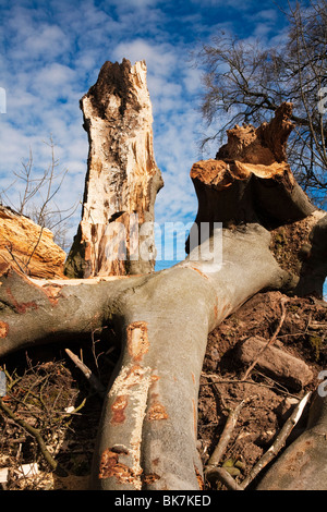 An old rotten tree torn down for safety reasons and broken into pieces ...