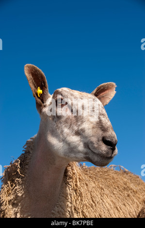 Leicester blue face sheep Stock Photo - Alamy