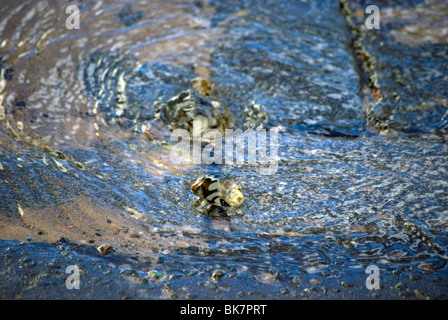 Water bubbling-up through paving stones, due to a burst water pipe ...