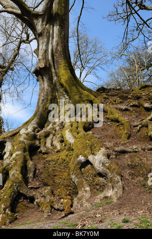 Exposed tree roots of Beech trees on a bank of the henge at Avebury ...