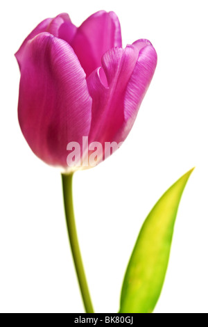 Spring flowers tulips isolated on white background. floral collection ...