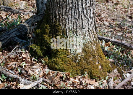 moss growing on the North Side of a tree Stock Photo - Alamy