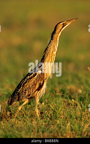 BITTERN BOTAURUS STELLARIS STANDING IN REEDS FRONT VIEW Stock Photo - Alamy