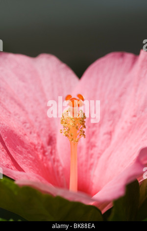 Hibiscus rosa sinensis flower or locally called as chembarathi Stock ...