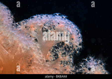 Detail of soft coral polyps (Dendronephthya sp.), Raja Ampat Islands ...