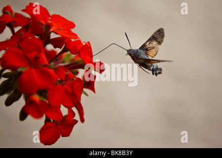 Hummingbird hawk-moth (Macroglossum stellatarum) feeding on violet ...