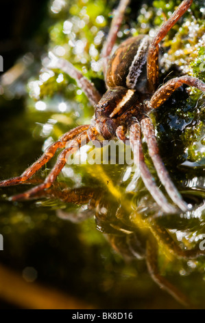 Raft Spider (Dolomedes fimbriatus) at the edge of a boggy pool. Whixall ...