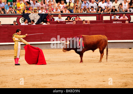Bull fighting, bull with sword in side running at cape during final ...