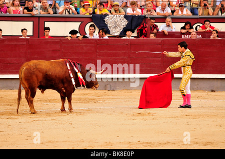 Bull fighting, bull with sword in side running at cape during final ...