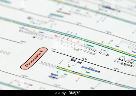 Human genome map focused on the chromosomes 19 and 20 Stock Photo - Alamy