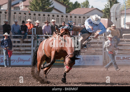 cowboy being thrown from a bucking bronco at a rodeo in Montana Stock ...