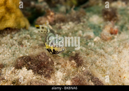 Harlequin Bass (Serranus tigrinus), Bonaire, Netherlands Antilles Stock ...