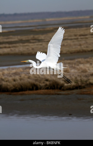 Great Egret (Ardea alba) flying in blue sky Stock Photo - Alamy