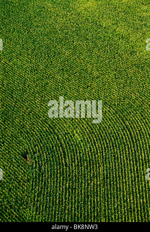 Idyllic view of a beautiful green and growing springtime garden with a ...