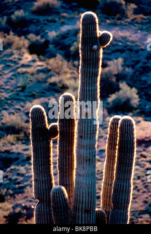 Backlit cactus in arizona desert Stock Photo - Alamy