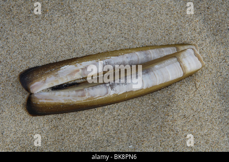 Razor Shell, Ensis arcuatus, Pharidae. Norfolk Coast, UK Stock Photo ...