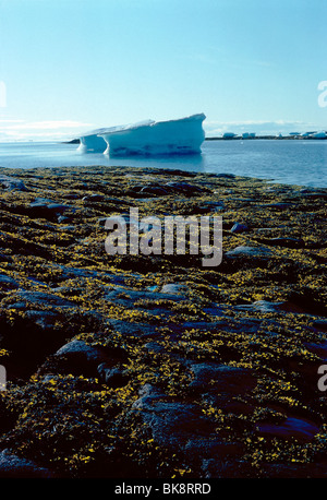 Island plants iceberg Stock Photo - Alamy