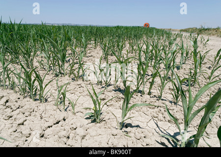 Drought damage in corn, maize field Stock Photo - Alamy