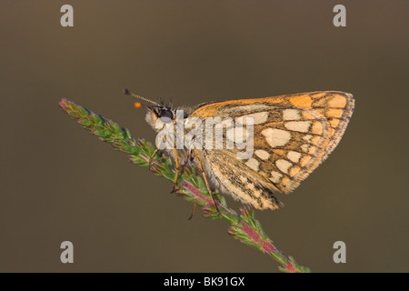 Chequered Skipper underwing view Stock Photo - Alamy